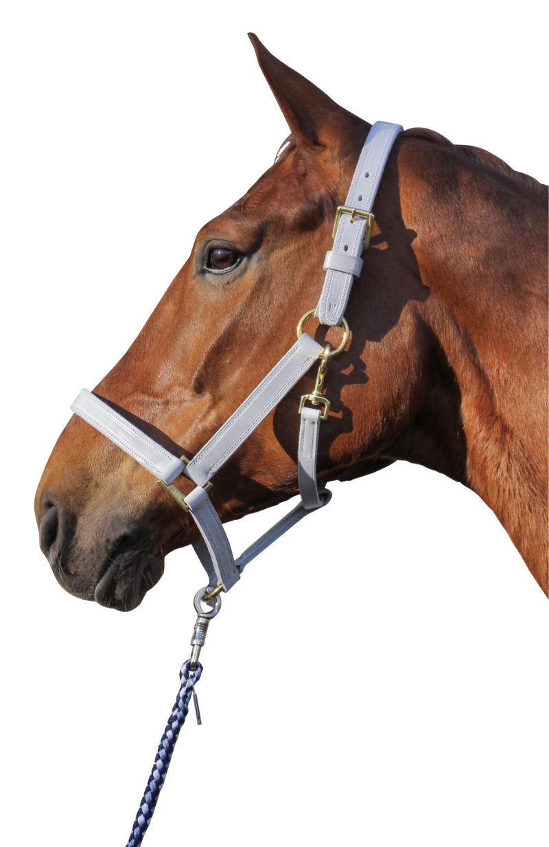 Halfter für Pferde jetzt online kaufen